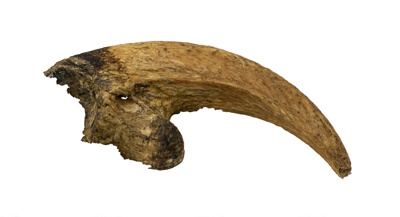 Talon of Haast Eagle; Hieraaetus Moorei; Haast’s Eagle Talon; Found in ...