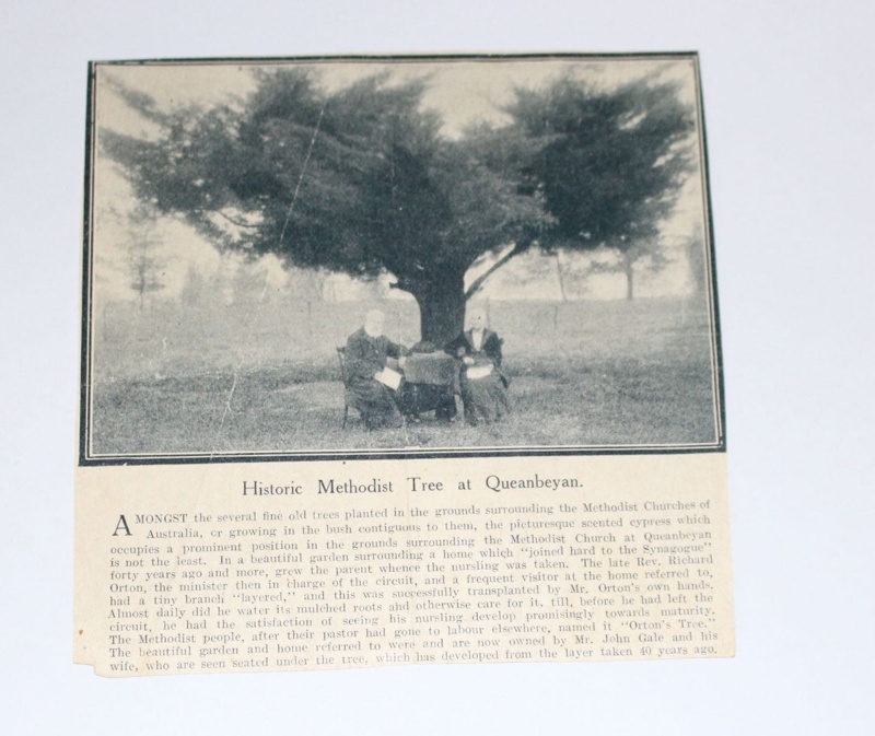 Newspaper Clipping - Historic Methodist Tree at Queanbeyan; EF86 | eHive