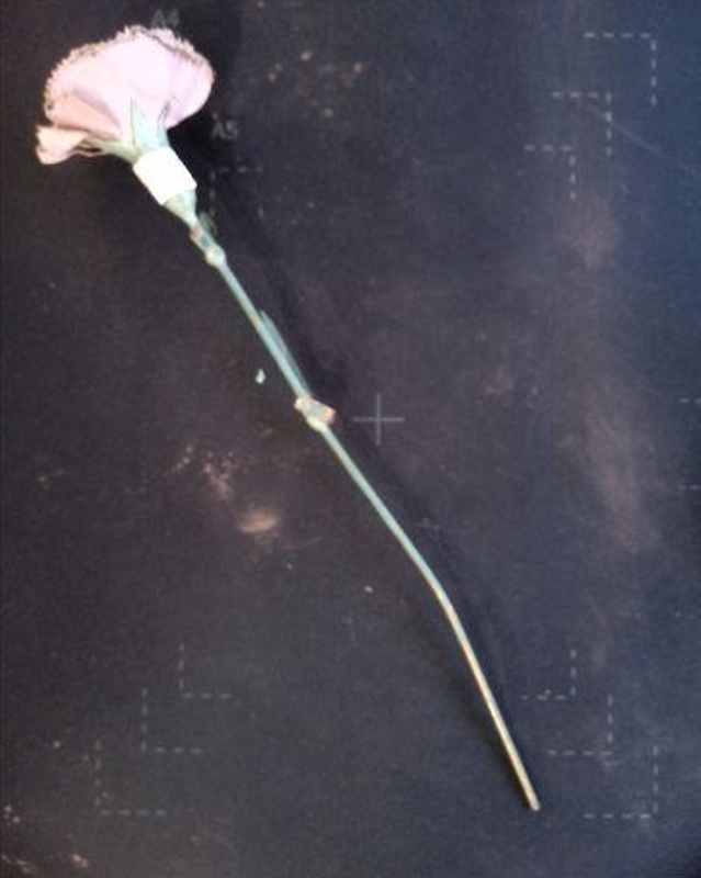 Metal Carnation; D/82/2665 | eHive