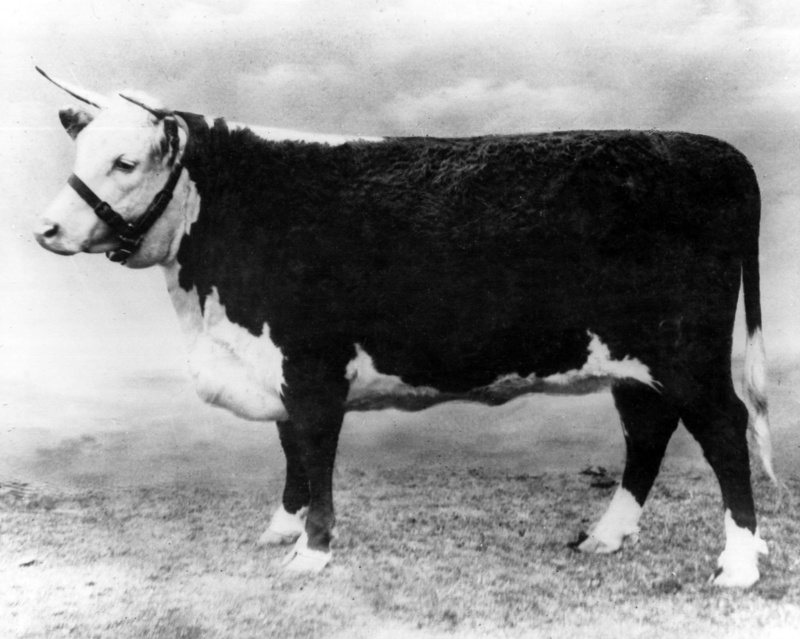 Cattle breeding on Tocal from 1884 ; Darcie Reynolds family photo ...