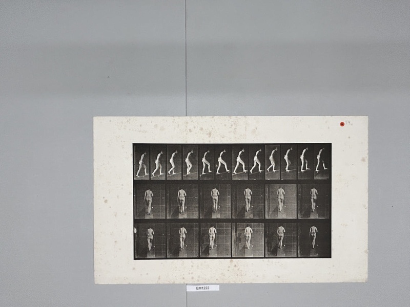 Collotype, Motion Studies, Human; Muybridge, Eadweard; 1887; EM1222 | eHive