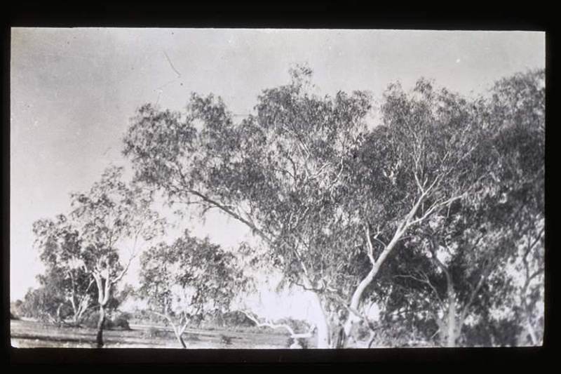 Shore of Thring Swamp at Wycliffe N.T., E. [corymbosa], E. terminalis ...