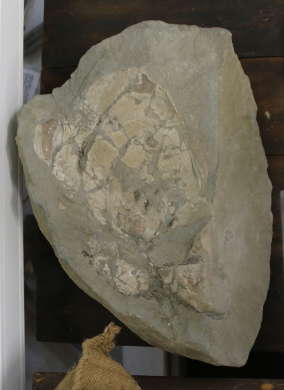 Fossil, Clam; FSA0.800.0230 | eHive
