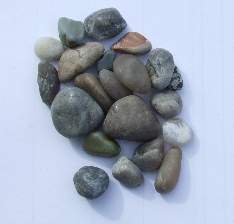 Gizzard Stones, Moa; FSA0.800.0144 | eHive