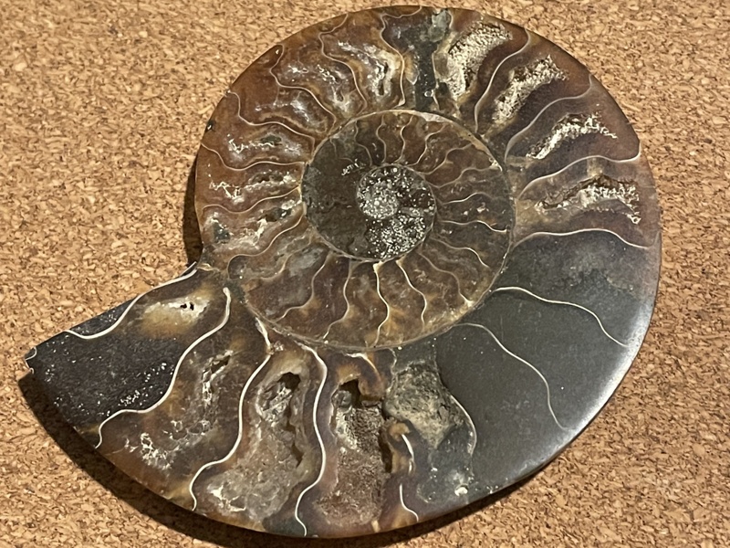Ammonite, shell; invertebrate; 2019.1.1 | eHive