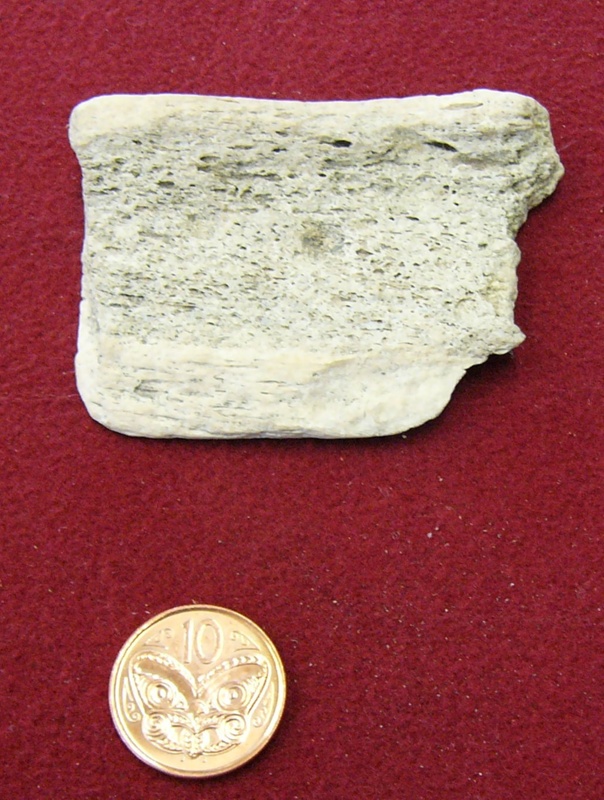 Moa bone tab ; Oceania, New Zealand; 0000.1391 | eHive