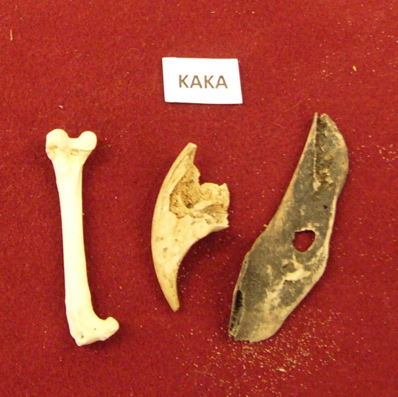 Bones: Kaka; Oceania, New Zealand; 0000.1446 | eHive