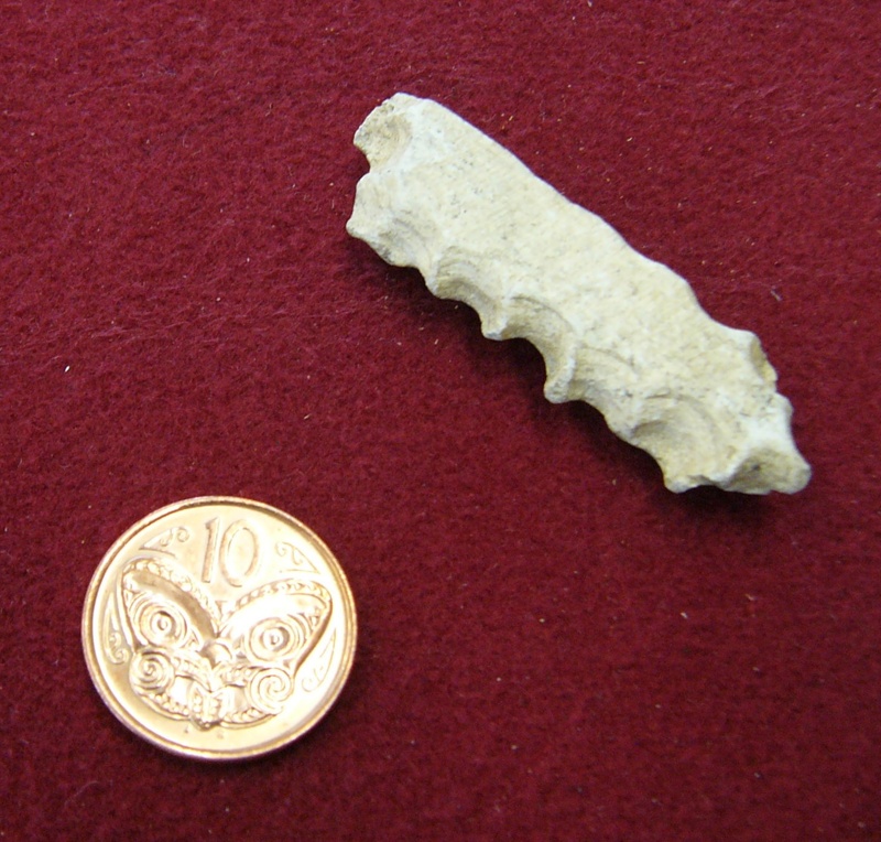 fish hook centre knock out; Oceania, New Zealand; 0000.1415 | eHive