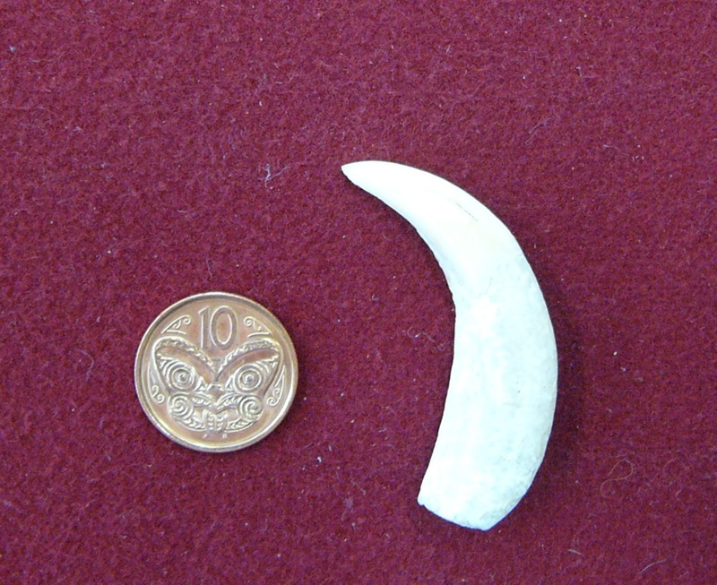 Seal tooth; pre-1800; Oceania, New Zealand, South Island, The Catlins ...