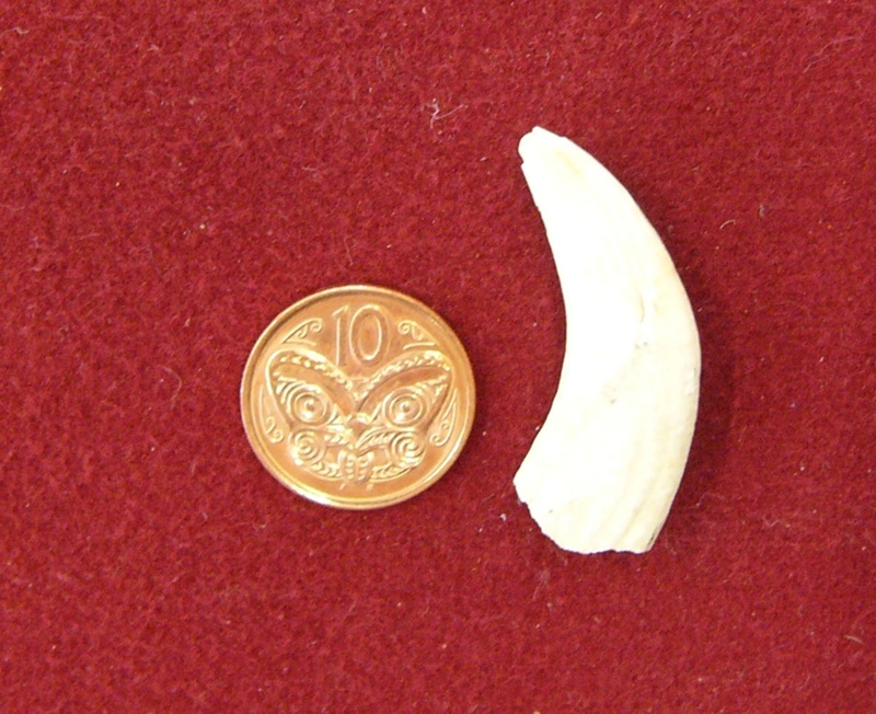 Seal tooth; pre-1800; Oceania, New Zealand, South Island, The Catlins ...