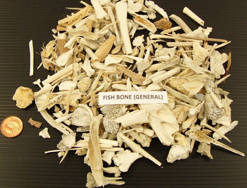 Bones: general fish bones; Oceania, New Zealand; 0000.1444 | eHive