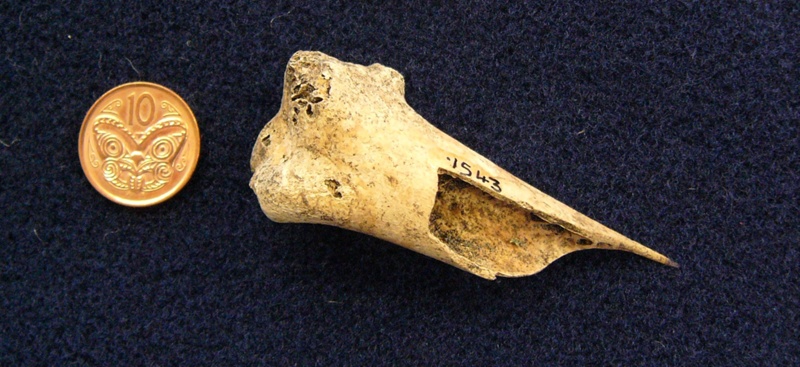 Awl; pre-1800; Oceania, New Zealand, South Island, The Catlins ...