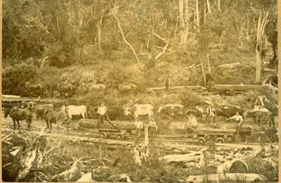 Photograph [Latta Bros mill, Katea]; [?]; 1899-1910; CT78.1002a3 | eHive