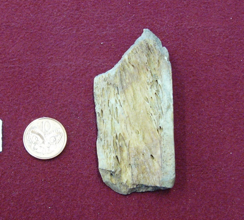 Moa bone tab ; Oceania, New Zealand; 0000.1392 | eHive