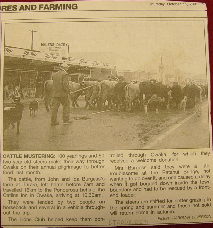 Newspaper cutting. Cattle mustering in Owaka. John and Ida Burgess ...