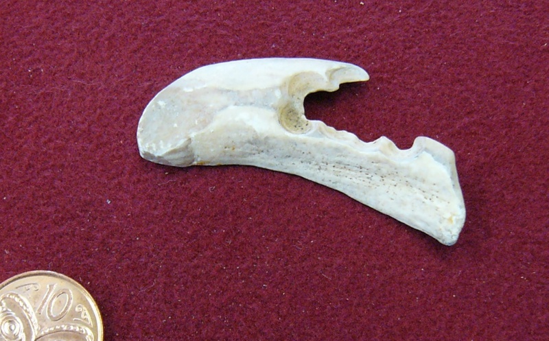 Fish hook - seal/sea lion tooth ; Oceania, New Zealand; 0000.1396 | eHive
