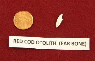 Bones: Red Cod Otolith (ear bone); Oceania, New Zealand; 0000.1440 | eHive