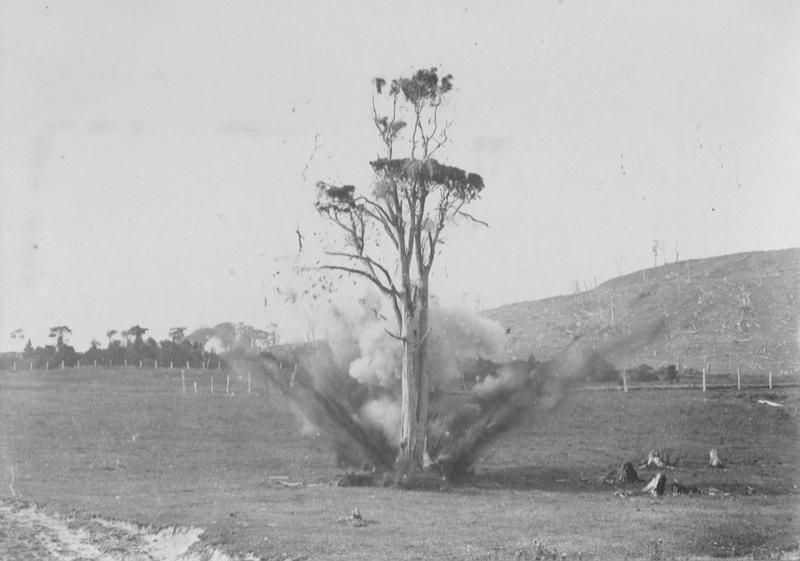 Photo of tree exploding; CT79.1063B | eHive