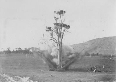 Photo of tree exploding; CT79.1063B | eHive