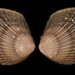 Neotrigonia bednalli Verco, 1907; AU15337 | eHive