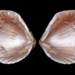 Neotrigonia bednalli Verco, 1907; AU15337 | eHive