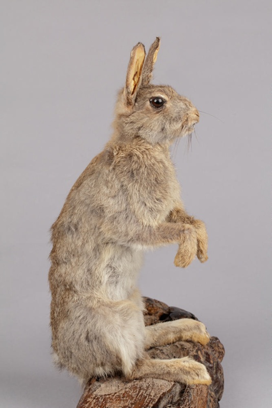 Taxidermy, Grey rabbit; RI.W2002.1371 | eHive