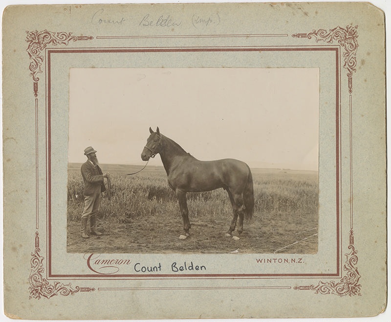 Photograph, Racehorse, Count Belden; Cameron; 1900-1910; RI.P104.94. ...
