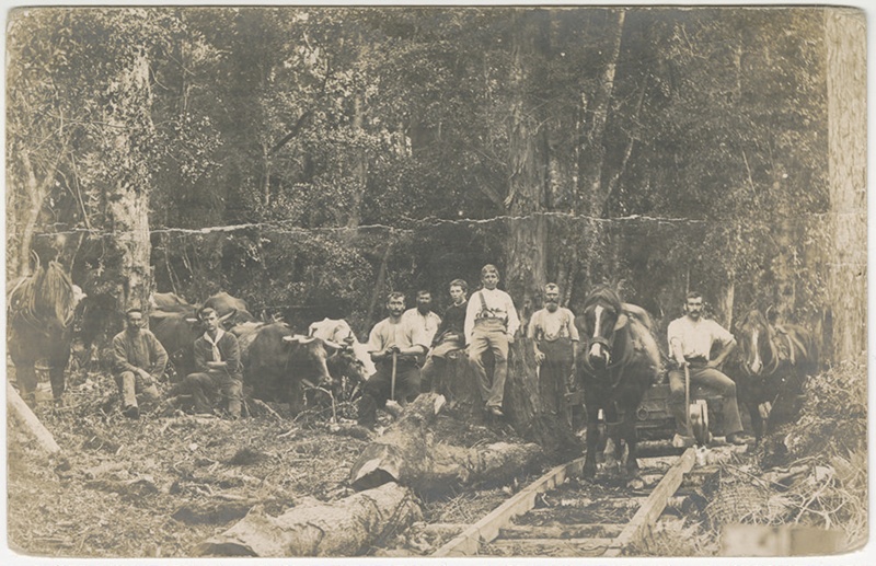 Photograph, More and Sons Sawmill; Unknown photographer; 1900-1920; RI ...