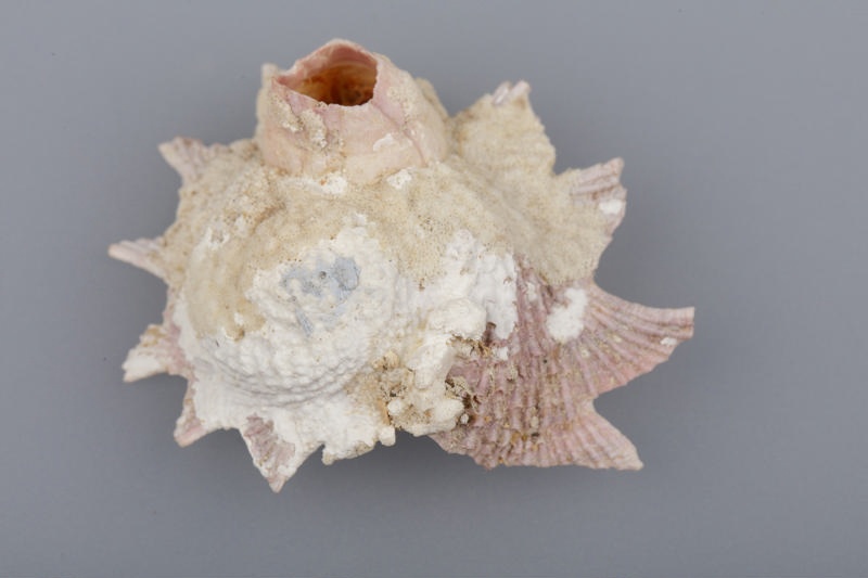Shell, Circular sawshell; RI.W2004.2463 | eHive