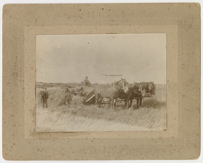 Photograph, Reaper and Binder cutting grain.; Unknown photographer ...