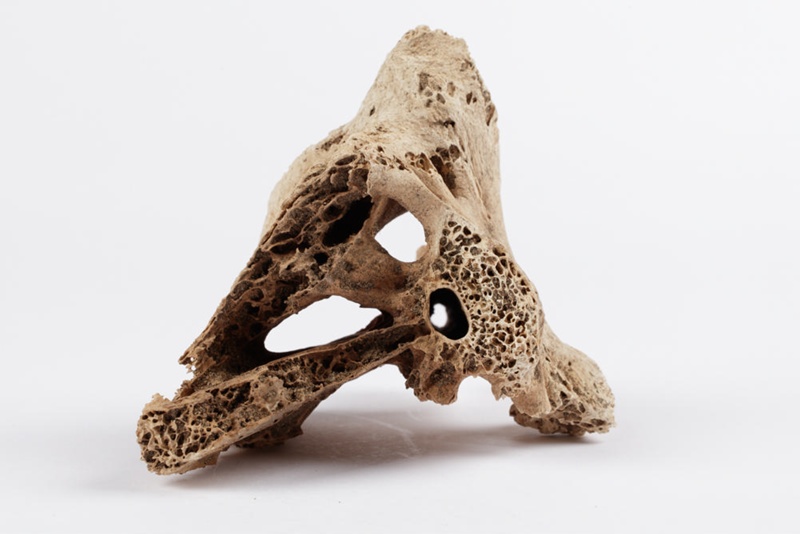 Bone, Moa, Pelvis; Pre 1450; RI.W2014.3565.36 | eHive