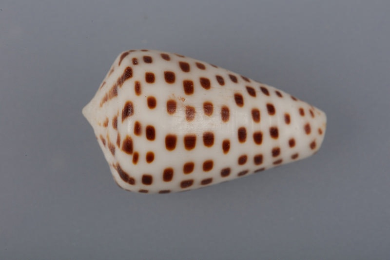 Shell, Cone shell; RI.W2004.2436 | eHive