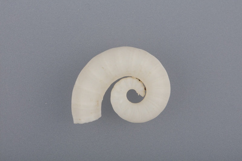 Shell, Rams horn; RI.W2004.2475 on NZ Museums