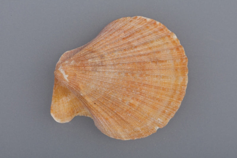 Shell, Fan shell; RI.W2004.2519 | eHive