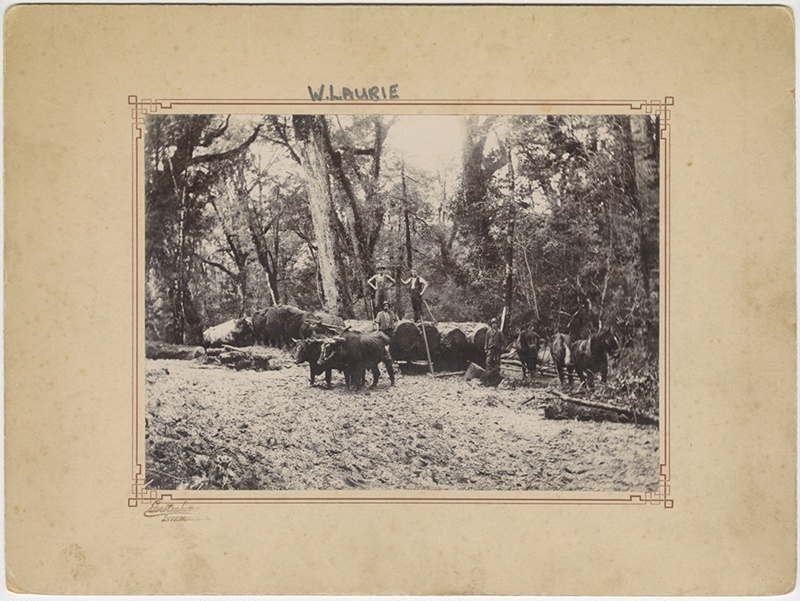 Photograph, A logging scene with bullock and horse teams; Gerstenkorn ...