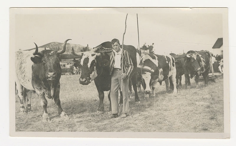 Photograph, Young man and bullock team; Unknown photographer; 1930-1940 ...