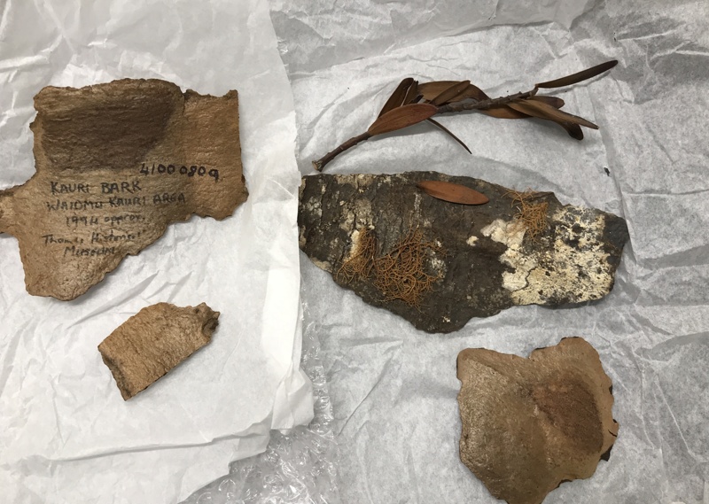 Kauri bark; Kauri tree; 4100080 | eHive