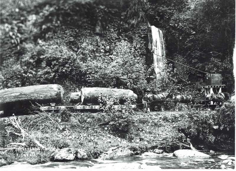 Photograph, Horses pulling logs on tramway; F.J. Causley; 1900s; 2019. ...