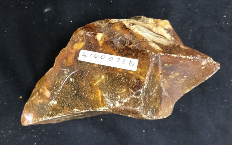 Kauri gum; Kauri tree; 4100073b | eHive