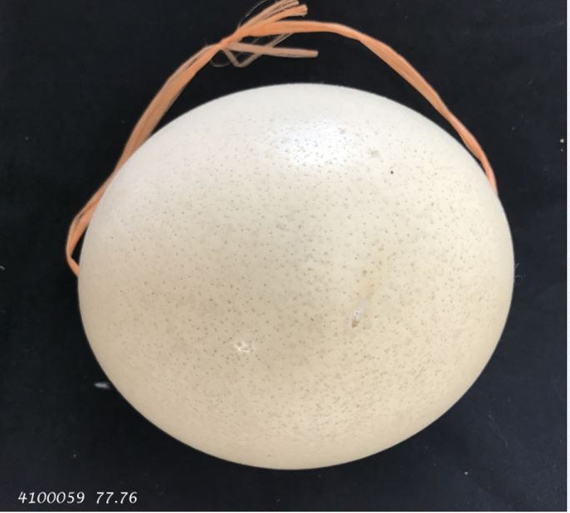 Egg, shell Ostrich; 4100059 | eHive
