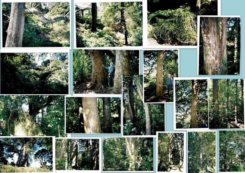 Photographs, John William Hall Reserve; Thames Museum; 2024.015.12 | eHive