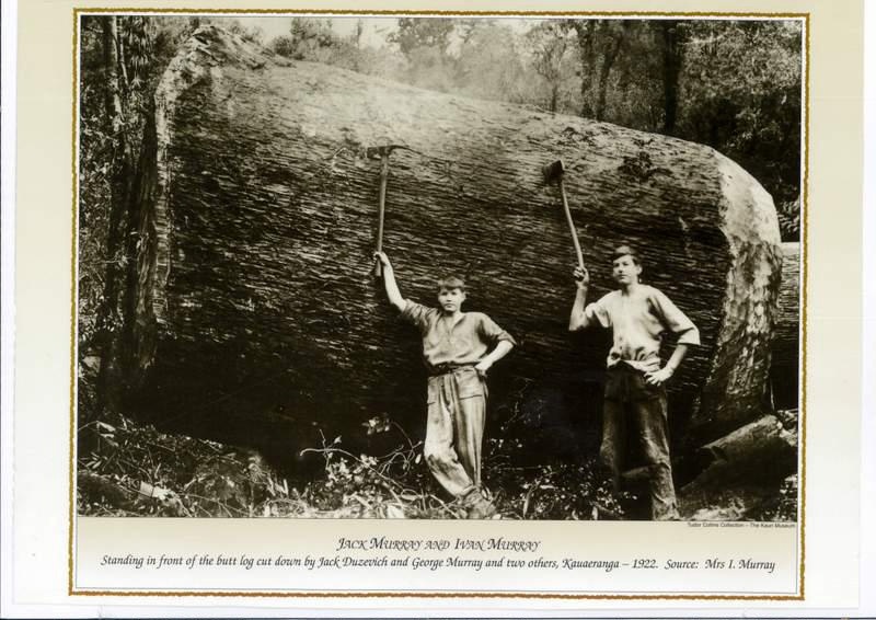 Photograph, Kauaeranga Kauri logging Murray brothers; Mrs I. Murray ...