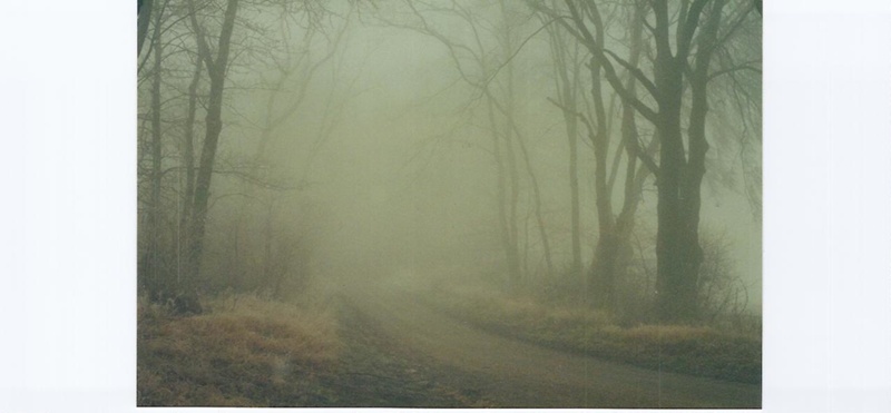 Trees in the Mist ?; EHHTM-2009-00586 | eHive