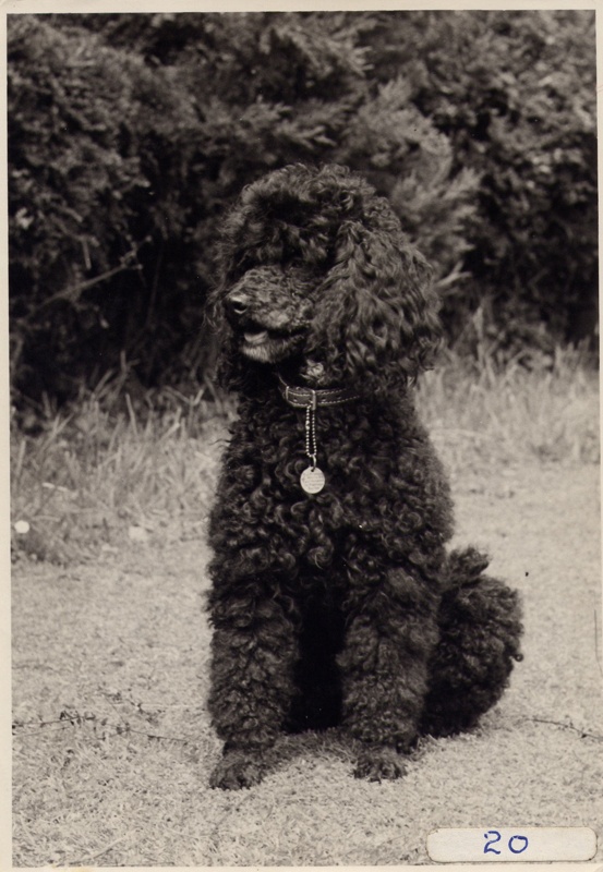 Dog Show - Cowdrays 60's - Stan Francis; EHHTM-2009-01478 | eHive