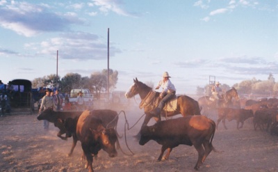Photograph - stockman lassoing calf, 2001 Drovers Reunion.; Lewis ...