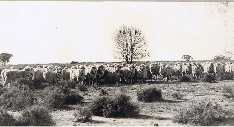 Photograph - Flock of Merino sheep; Austin - Wanganella Co Ltd; 5547 ...