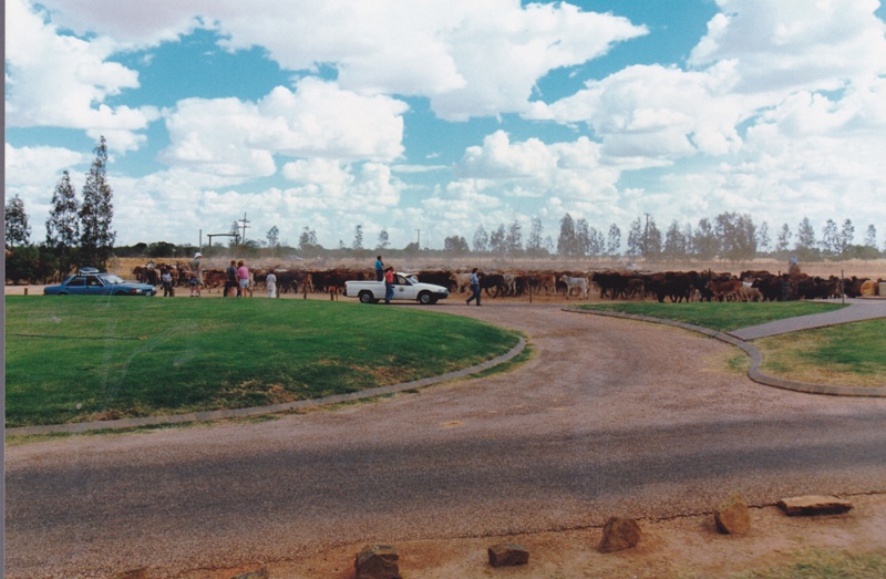 Photo - Outback Muster; 1999; 19732 | eHive
