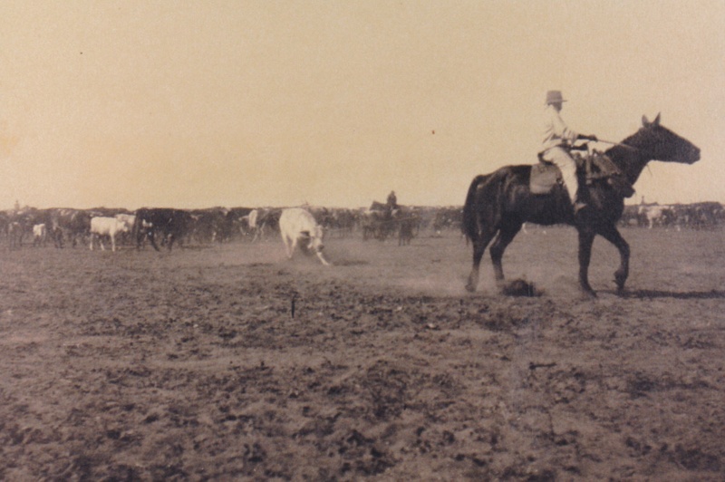 Stockman on horse holding a lassoed cow for bronco banding in 1925 ...