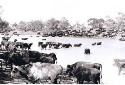 Photograph - Cattle crossing river.; 5929 | eHive