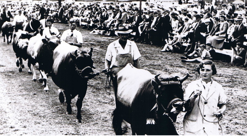 Photograph - Bull Parade; 8670 | eHive